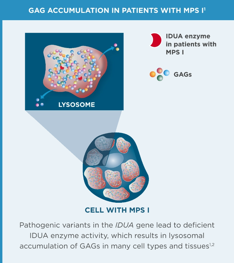 PATHOGENESIS OF MPS I